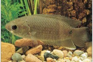 26 Anabantoids Fish Species - Gourami, Betta, Paradise Fish, and More