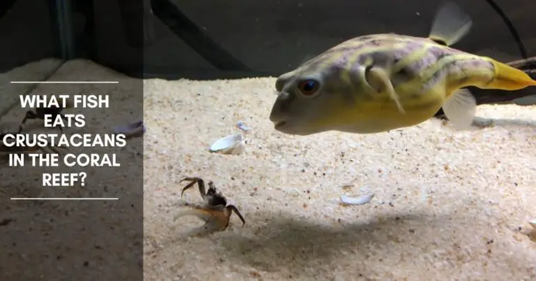 What Fish Eats Crustaceans in the Coral Reef? - The Aquarium Adviser
