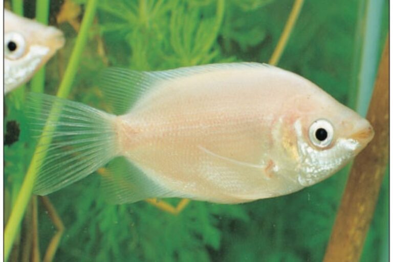 26 Anabantoids Fish Species - Gourami, Betta, Paradise Fish, and More