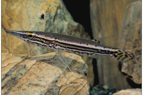 26 Anabantoids Fish Species - Gourami, Betta, Paradise Fish, and More