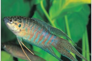 26 Anabantoids Fish Species - Gourami, Betta, Paradise Fish, and More