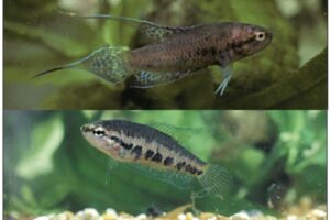 26 Anabantoids Fish Species - Gourami, Betta, Paradise Fish, and More
