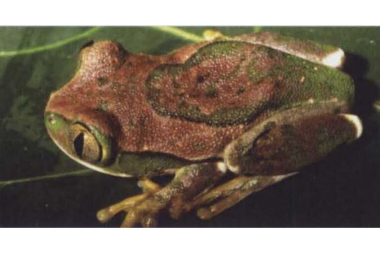 Mixing Tree Frogs - Can Different Species of Tree Frogs Live Together?