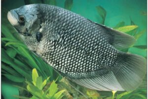 26 Anabantoids Fish Species - Gourami, Betta, Paradise Fish, and More