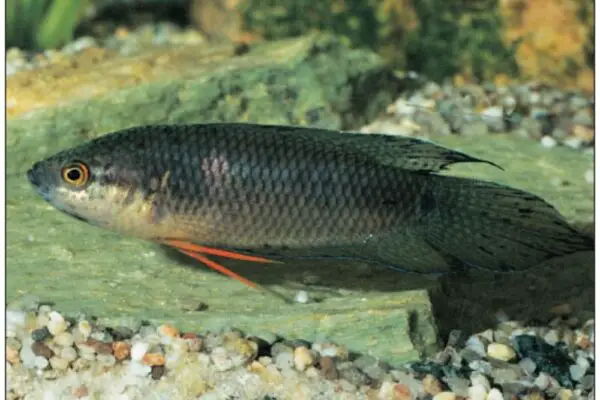 26 Anabantoids Fish Species - Gourami, Betta, Paradise Fish, and More