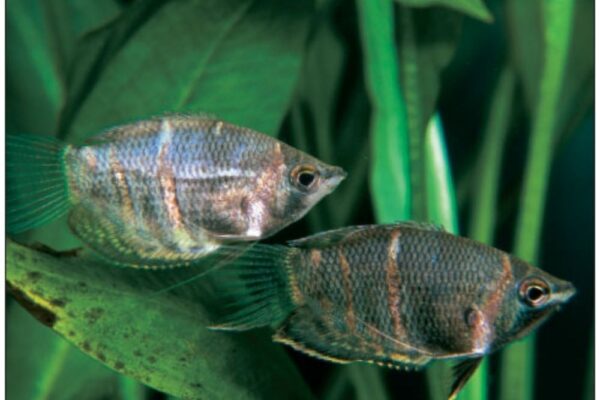 26 Anabantoids Fish Species - Gourami, Betta, Paradise Fish, and More