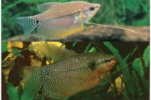 26 Anabantoids Fish Species - Gourami, Betta, Paradise Fish, and More