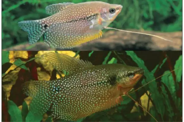 26 Anabantoids Fish Species - Gourami, Betta, Paradise Fish, and More