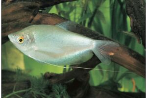 26 Anabantoids Fish Species - Gourami, Betta, Paradise Fish, and More