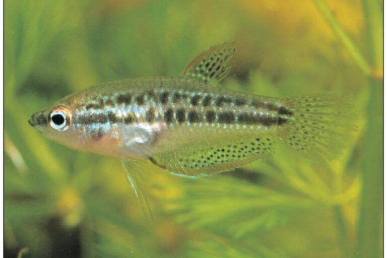 26 Anabantoids Fish Species - Gourami, Betta, Paradise Fish, and More