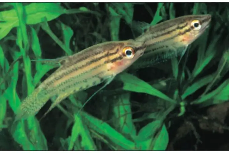 26 Anabantoids Fish Species - Gourami, Betta, Paradise Fish, and More