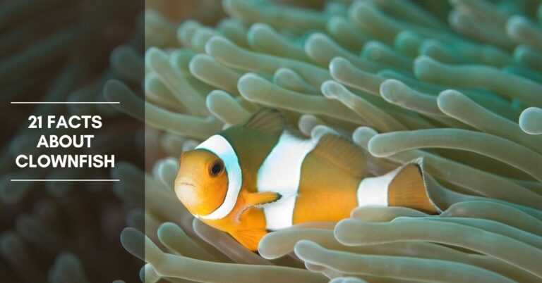 21 Facts about Clownfish and More a Lot of Information