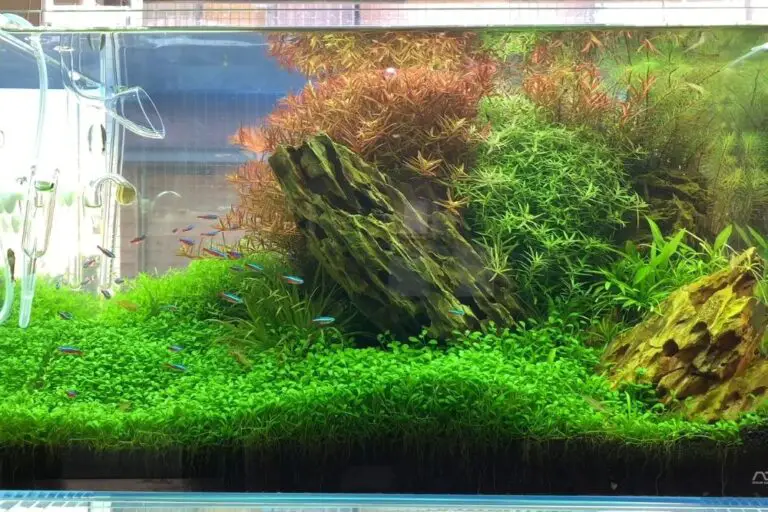 5 Most Popular Foreground Carpet Plants For Your Aquarium