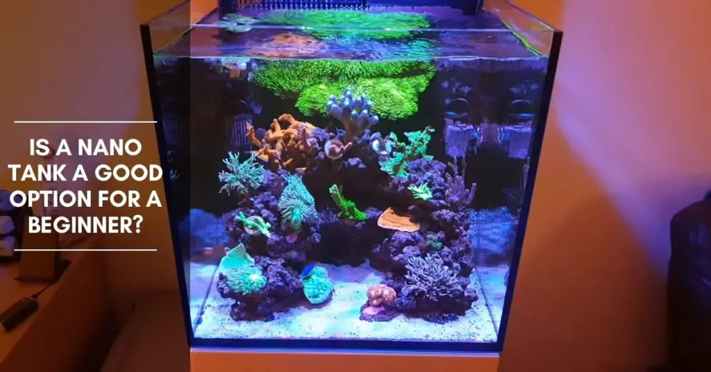 Is Pico Saltwater Tank Good for Beginners? Are Pico Reefs Hard to Keep?