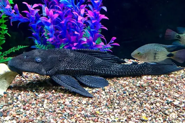 All About Golden Monkey Flowerhorn & Best Tank Mates for This Fish