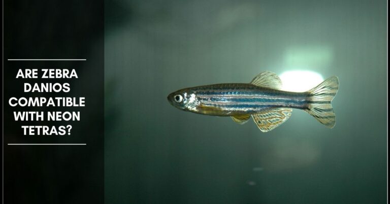 Are Zebra Danio Compatible With Neon Tetras? - The Aquarium Adviser