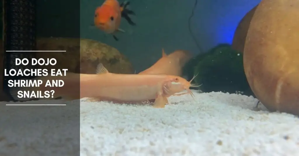 Do Dojo Loaches Eat Shrimp or Snails? - The Aquarium Adviser