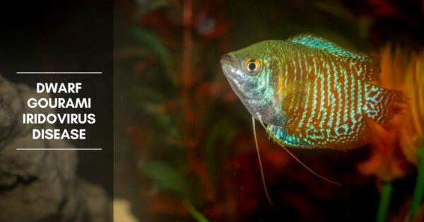 Iridovirus Dwarf Gourami Disease - Symptoms and Treatment - The ...