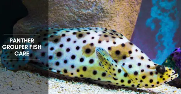 Panther Grouper Fish Care - The Aquarium Adviser