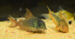 Top 3 Freshwater Fish That Burrow In Sand - The Aquarium Adviser