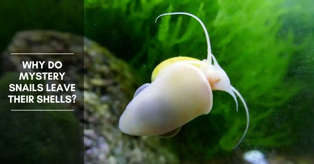 Why Do Mystery Snails Leave Their Shells? - The Aquarium Adviser