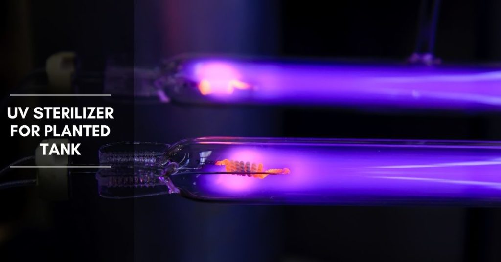 UV Light for Aquarium Plants [5 Reasons You Need It for Your Planted Tank]