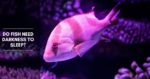 Do Fish Need Darkness to Sleep? Do They Need Light at Night?