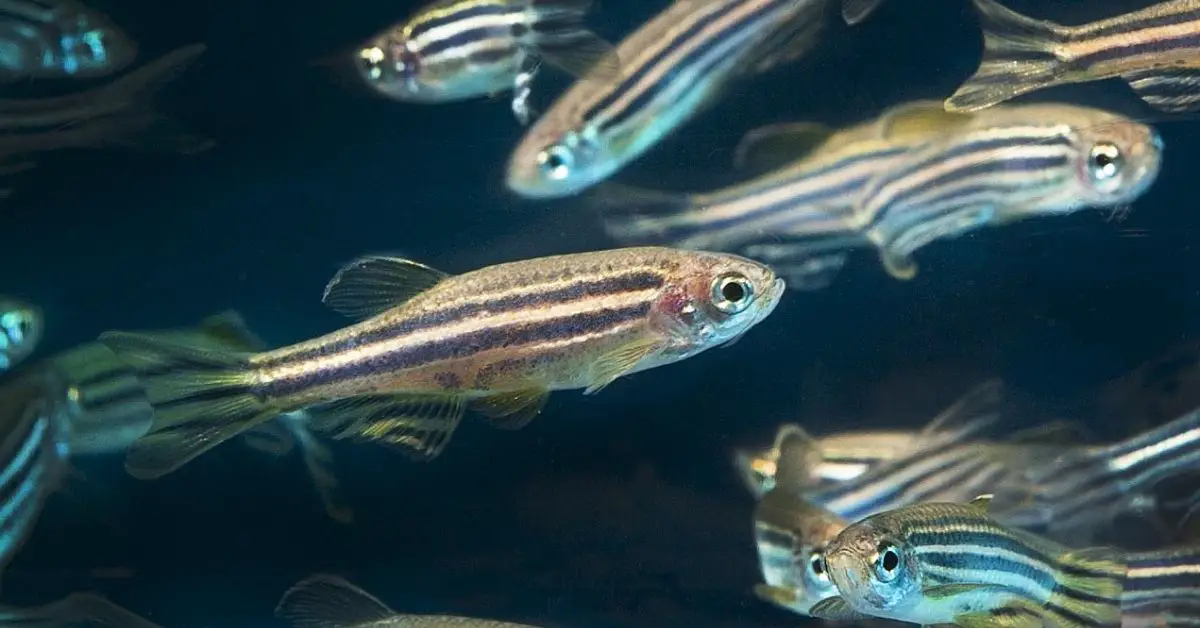 9 Best Betta Tank Mates for 10 Gallon Tanks - The Aquarium Adviser