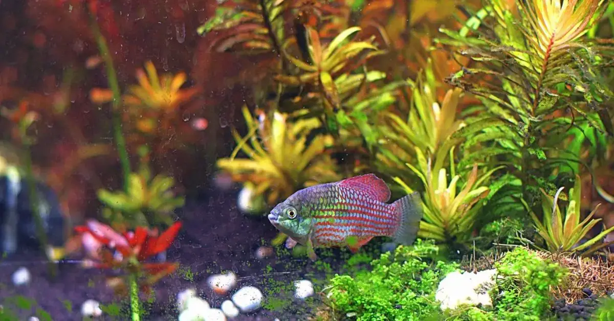 11 Best Black Beard Algae Eaters For Your Aquarium