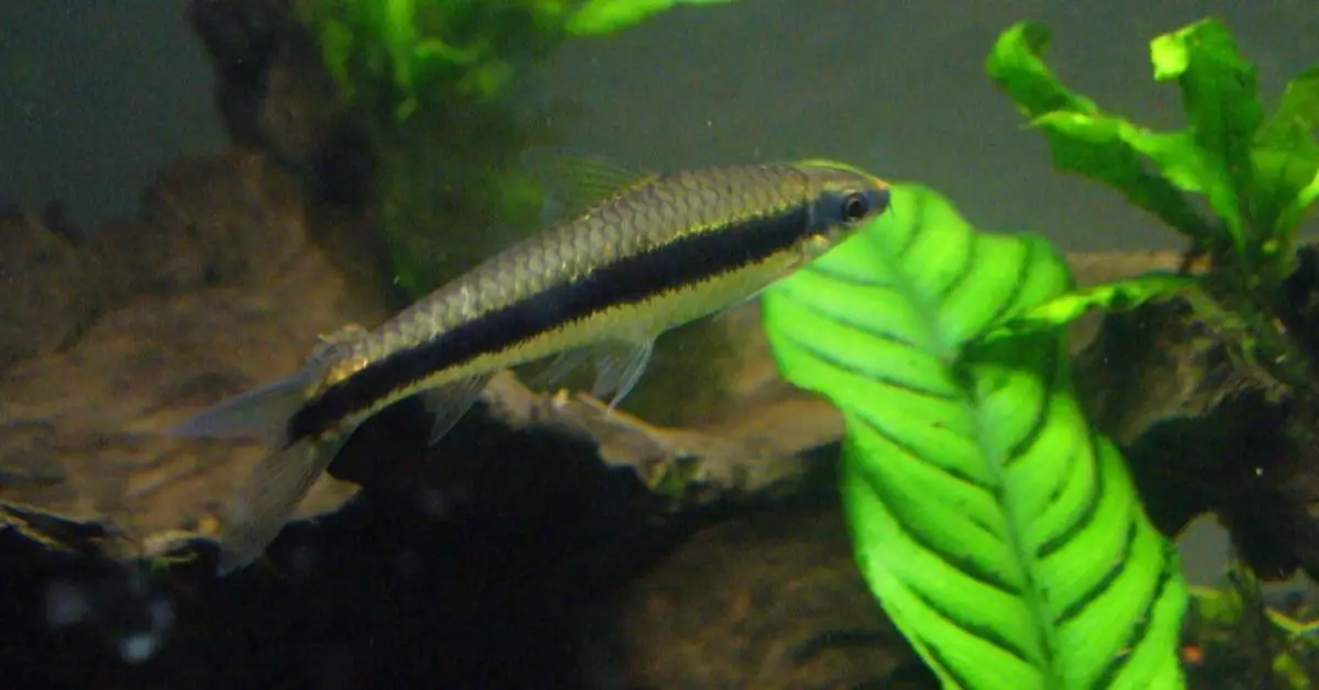 11 Best Black Beard Algae Eaters For Your Aquarium