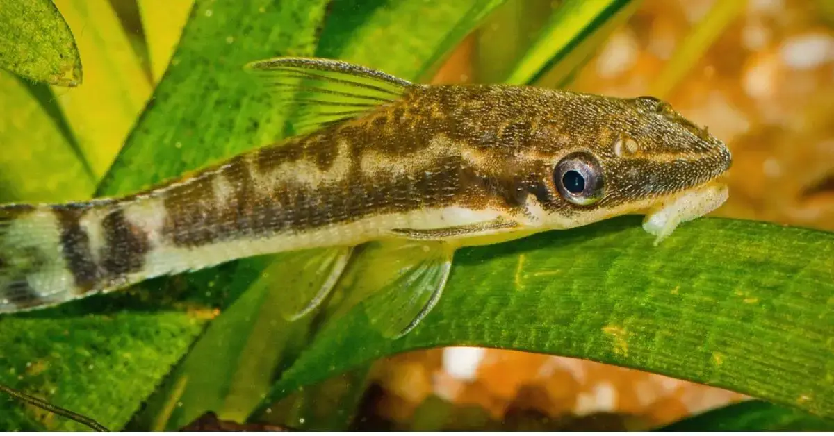 11 Best Black Beard Algae Eaters For Your Aquarium